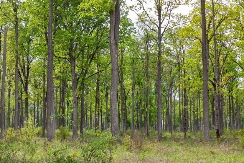 The Slavonic oak- Bjelin
